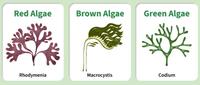 Algae - Definition, Characteristics, Types and Examples - GeeksforGeeks