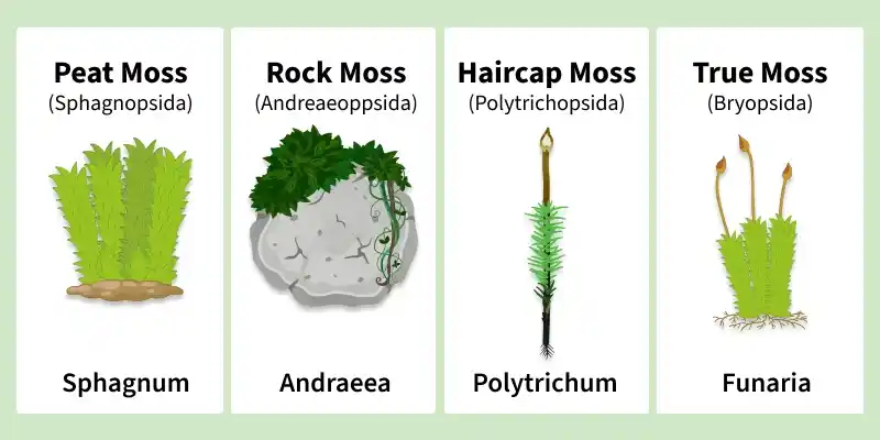 Moss - GeeksforGeeks