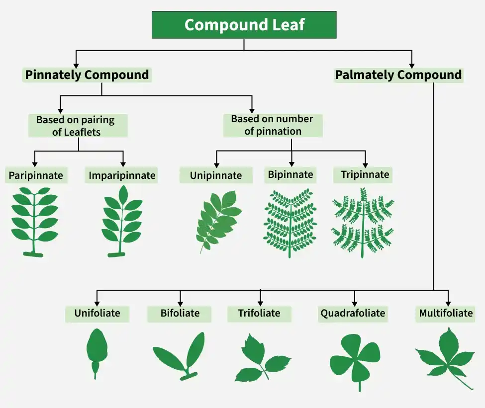 Leaves - Morphology, Types & Modification - GeeksforGeeks