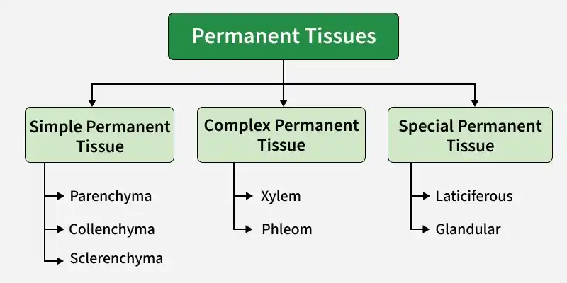 Simple Permanent Tissues - GeeksforGeeks