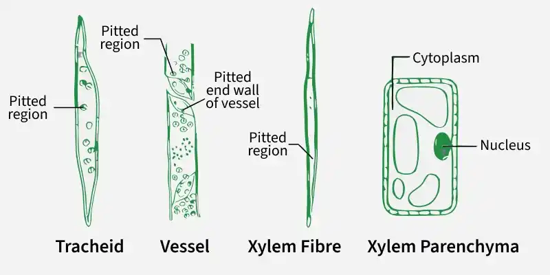 Complex Permanent Tissues - GeeksforGeeks