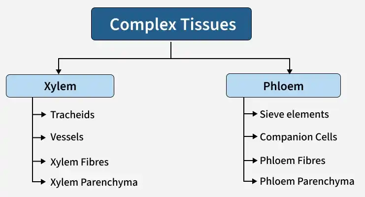 Complex Permanent Tissues - GeeksforGeeks