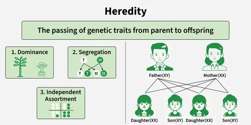 Heredity - GeeksforGeeks
